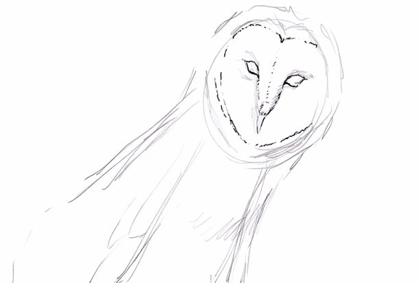 Cómo dibuja un Búho - Aprende a dibujar un búho realista