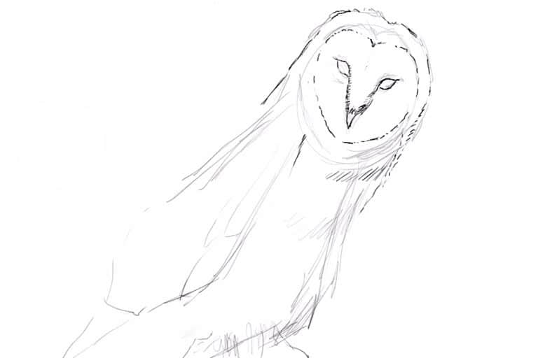 Cómo dibuja un Búho - Aprende a dibujar un búho realista