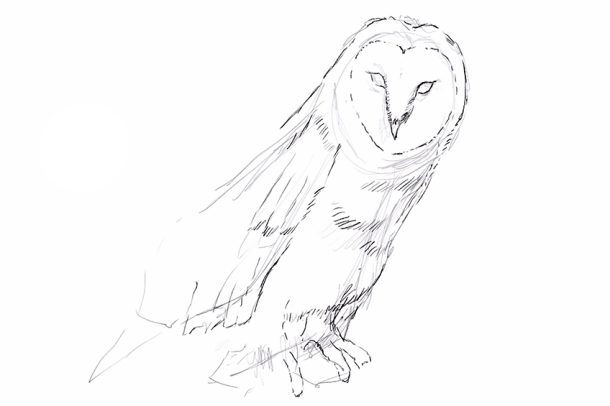 Owl Drawing - Learn to Draw a Wise and Majestic Owl