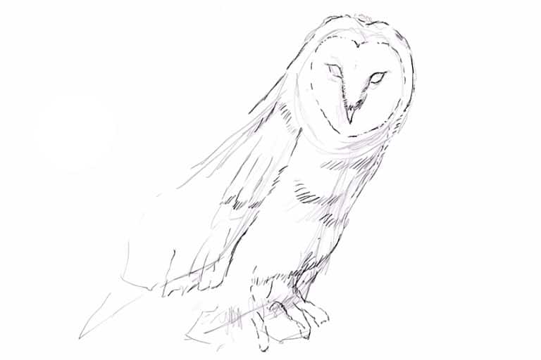 Cómo dibuja un Búho - Aprende a dibujar un búho realista