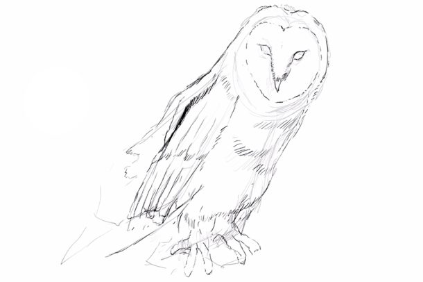 Owl Drawing - Learn to Draw a Wise and Majestic Owl