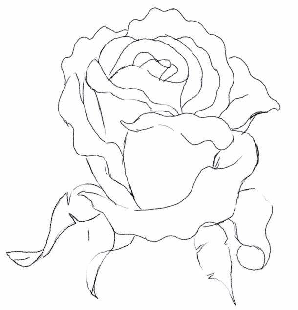 Comment dessiner une rose - Crée un dessin de rose réaliste