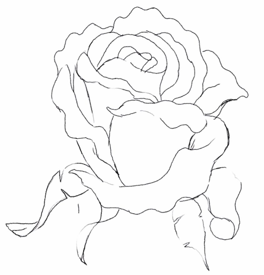 Comment dessiner une rose - Crée un dessin de rose réaliste