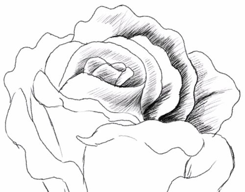 Rose Drawing - Create a Realistic and Elegant Rose Drawing