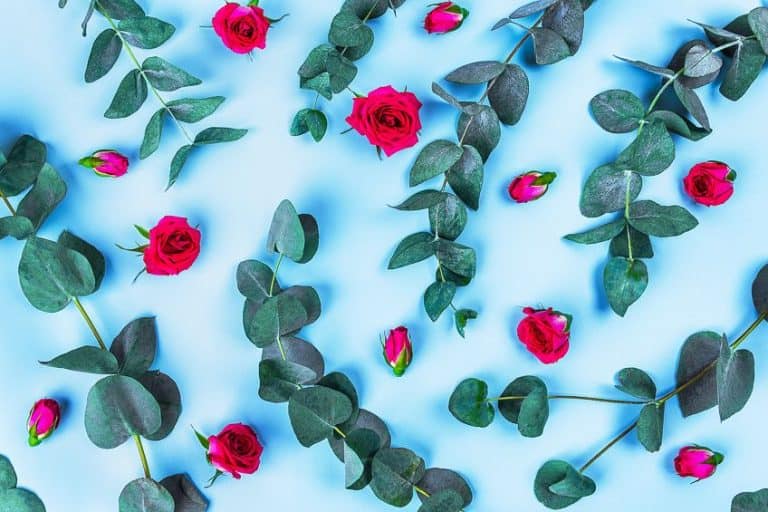 Vermilion Color - Exploring Vermilion Red Color Shades