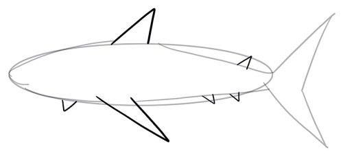 Shark Drawing - Create a Powerful and Captivating Shark Sketch