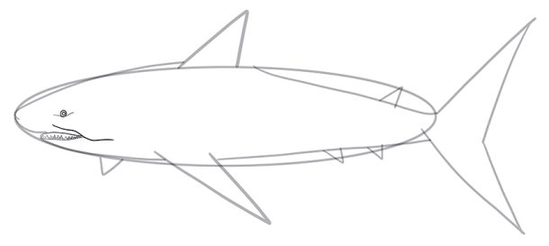 Shark Drawing - Create a Powerful and Captivating Shark Sketch