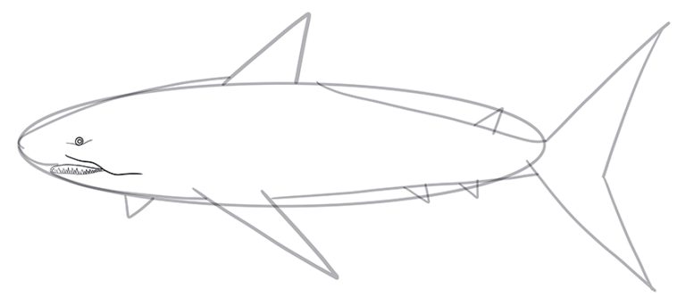 Shark Drawing - Create a Powerful and Captivating Shark Sketch