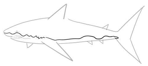 Shark Drawing - Create a Powerful and Captivating Shark Sketch