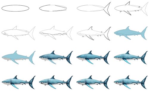 Shark Drawing - Create a Powerful and Captivating Shark Sketch