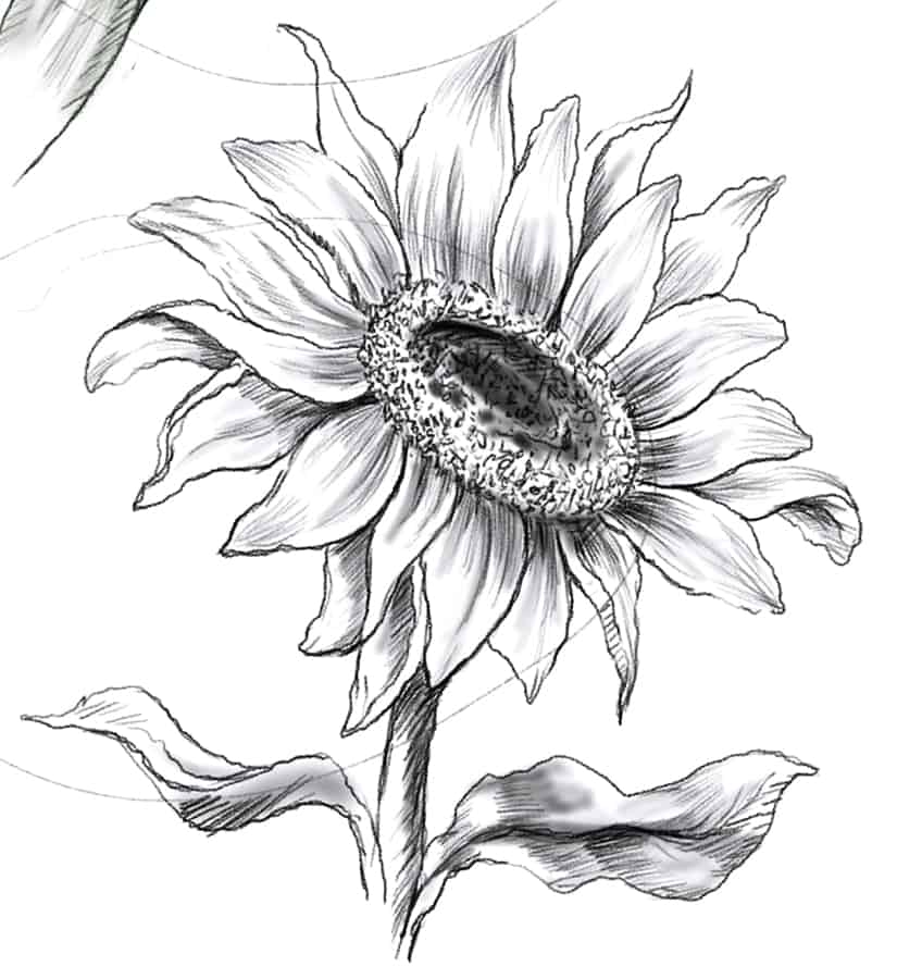 How To Draw A Real Flower