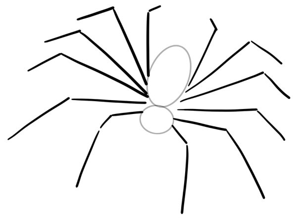 Spider Drawing - Learn How to Draw a Remarkable Tarantula