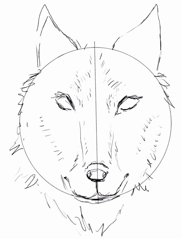 Wolf Head Drawing - Draw a Cunning Wolf Face Sketch