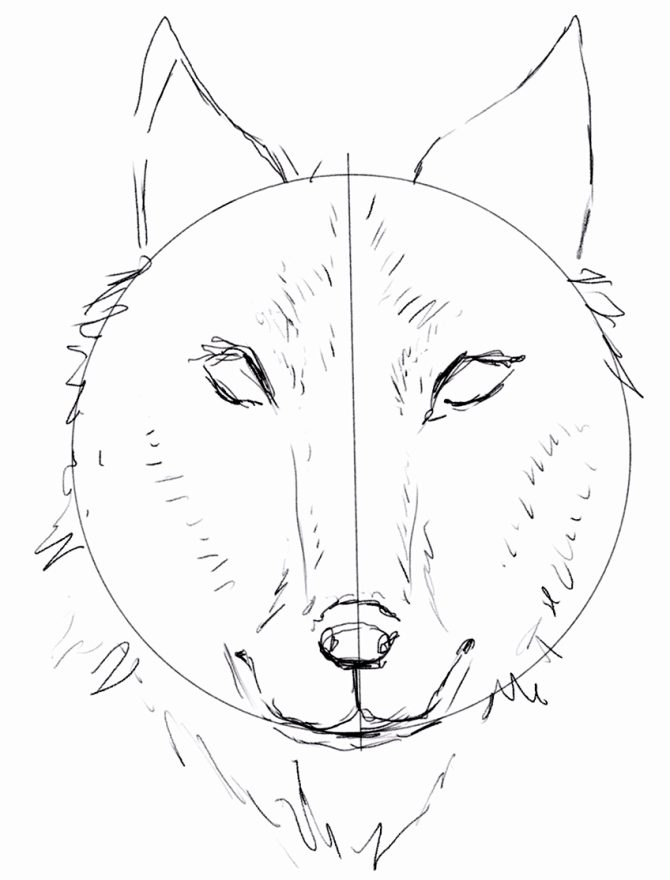 Wolf Head Drawing - Draw a Cunning Wolf Face Sketch