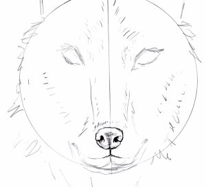 Wolf Head Drawing - Draw a Cunning Wolf Face Sketch