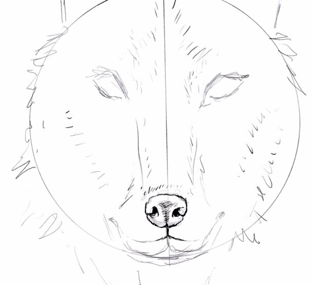 Wolf Head Drawing - Draw a Cunning Wolf Face Sketch