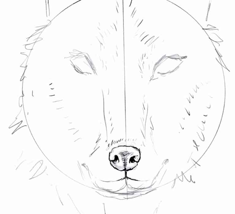 Wolf Head Drawing - Draw a Cunning Wolf Face Sketch