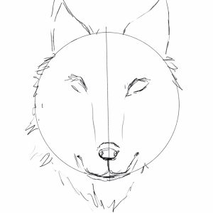 Wolf Head Drawing - Draw a Cunning Wolf Face Sketch