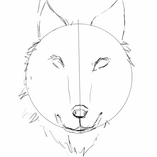 Wolf Head Drawing - Draw a Cunning Wolf Face Sketch
