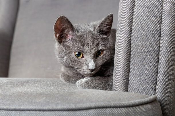 Como hacer color gris? Cómo crear diferentes tonos de gris