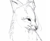Fox Drawing - An Easy Drawing Tutorial for Beginners