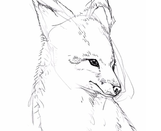 Fox Drawing - An Easy Drawing Tutorial for Beginners