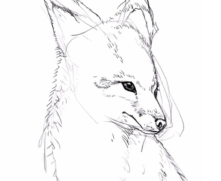 Fox Drawing - An Easy Drawing Tutorial for Beginners