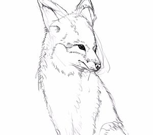 Fox Drawing - An Easy Drawing Tutorial for Beginners