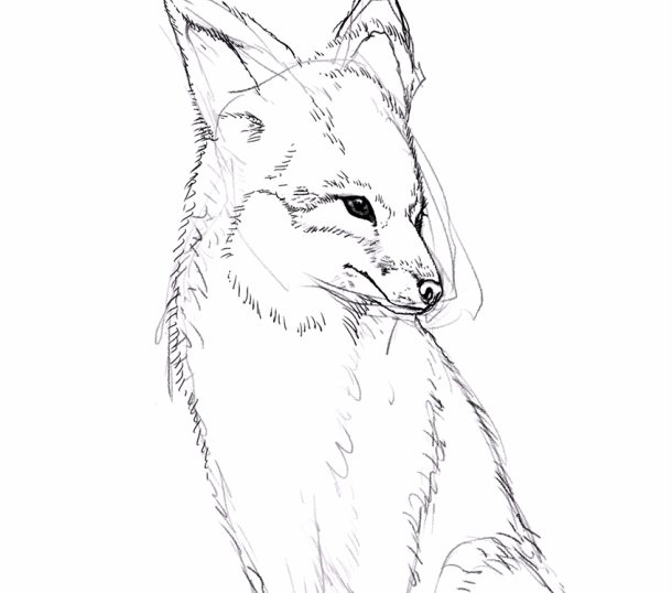 Fuchs zeichnen - An Easy Drawing Tutorial for Beginners