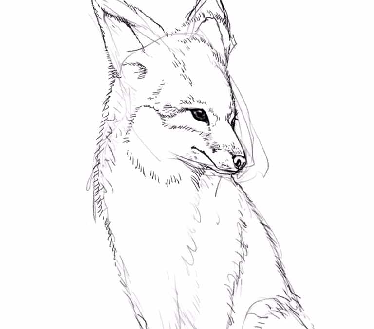 Fox Drawing - An Easy Drawing Tutorial for Beginners