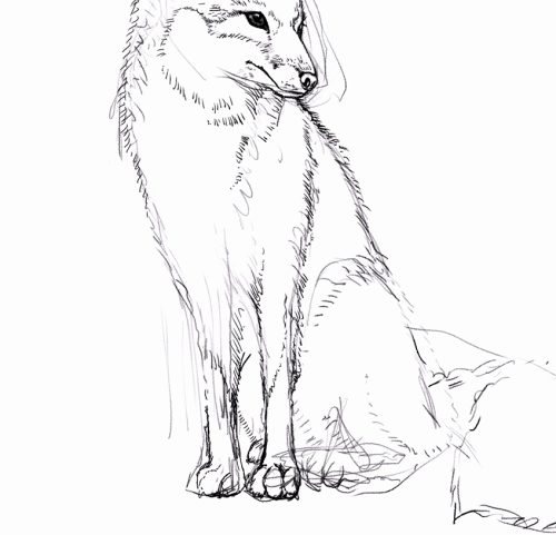 Fox Drawing - An Easy Drawing Tutorial for Beginners