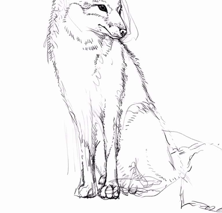 Fox Drawing - An Easy Drawing Tutorial for Beginners