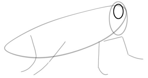 Grasshopper Drawing - Create an Intricate Grasshopper Sketch