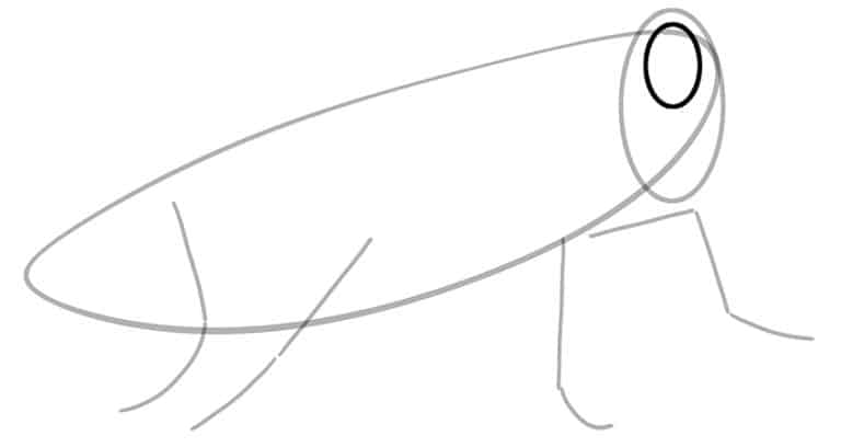 Grasshopper Drawing Create An Intricate Grasshopper Sketch 