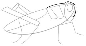 Grasshopper Drawing - Create an Intricate Grasshopper Sketch