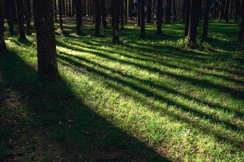 Colors That Go With Olive Green - Colors That Match Olive Green