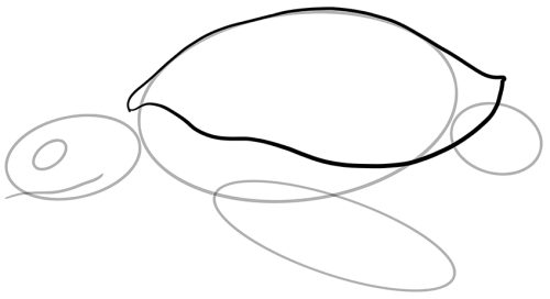 Sea Turtle Drawing - Draw a Magnificent Sea Turtle Sketch