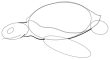Sea Turtle Drawing - Draw a Magnificent Sea Turtle Sketch
