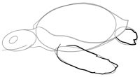 Sea Turtle Drawing - Draw a Magnificent Sea Turtle Sketch