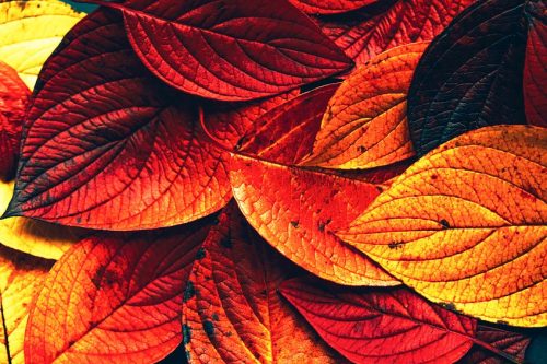 What Color Does Orange and Red Make? - Mixing Orange and Red