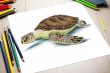 Sea Turtle Drawing - Draw a Magnificent Sea Turtle Sketch