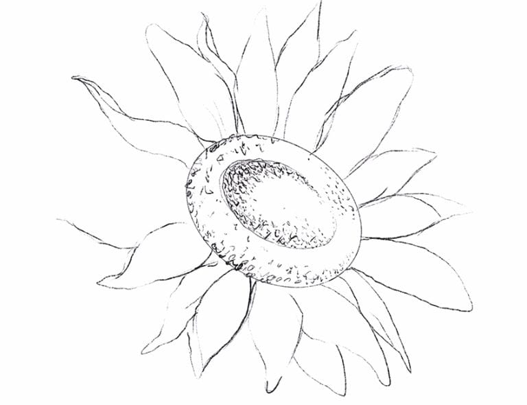 Sunflower Drawing - A Vibrant Drawing Tutorial for Beginners