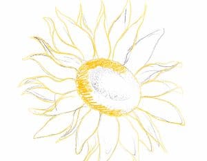 Sunflower Drawing - A Vibrant Drawing Tutorial for Beginners