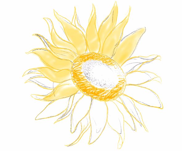 Sunflower Drawing - A Vibrant Drawing Tutorial for Beginners