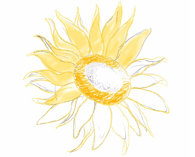 Sunflower Drawing - A Vibrant Drawing Tutorial for Beginners