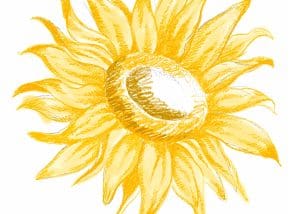 Sunflower Drawing - A Vibrant Drawing Tutorial for Beginners