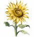 Sunflower Drawing - A Vibrant Drawing Tutorial for Beginners