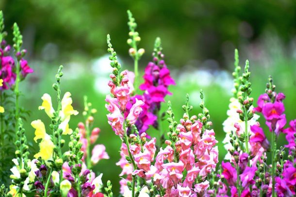 Fuchsia Color - Learn About the Hues of the Fuchsia Color