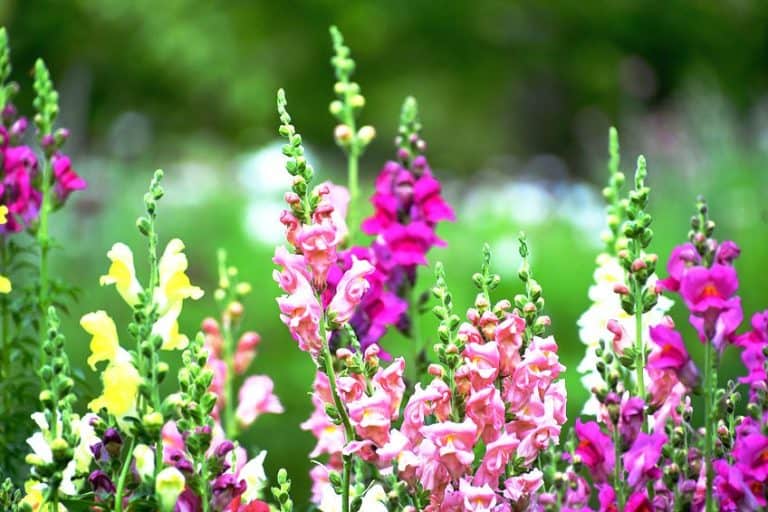Fuchsia Color - Learn About the Hues of the Fuchsia Color