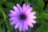 Indigo Color - Discover the Color Shades of Blue and Purple